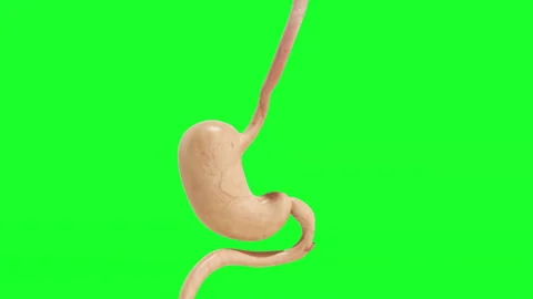 Human anatomy digestive system cutaway i... | Stock Video | Pond5