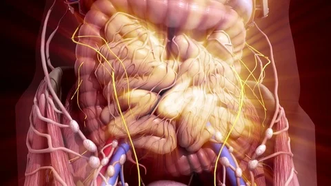 Human anatomy. Guts inside the abdomen | Stock Video | Pond5