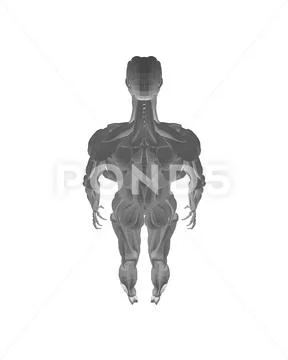Human anatomy. Male body muscular system model. Anatomy of male ...
