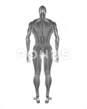 Human anatomy. Male body muscular system model. Anatomy of male ...