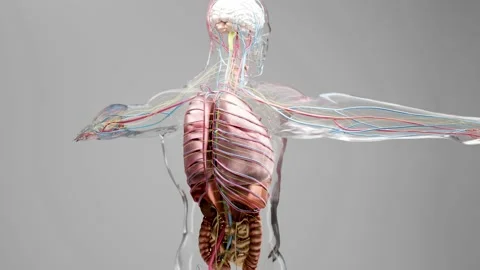 Human anatomy, organs, bones. Creative c... | Stock Video | Pond5