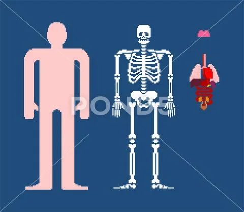 Human anatomy pixel art. 8bit Internal organs and skeleton. Pixelate ...