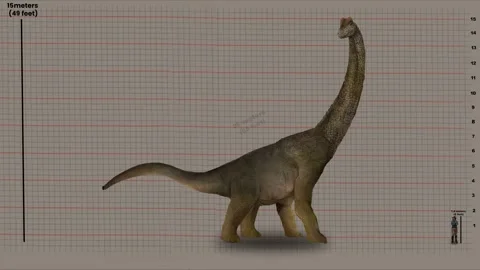 Human And Brachiosaurus Showing Its Heig... | Stock Video | Pond5