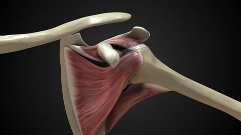 Shoulder Bone Stock Footage ~ Royalty Free Stock Videos | Pond5