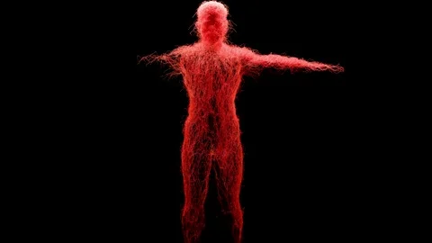 Human arterial and venous circulatory sy... | Stock Video | Pond5