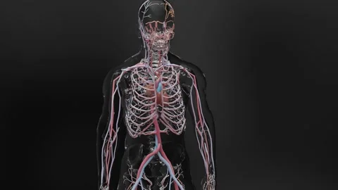 Human arterial and venous circulatory sy... | Stock Video | Pond5
