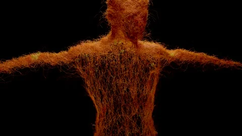 Arterial System Stock Videos – Royalty-Free HD & 4K Videos | Pond5