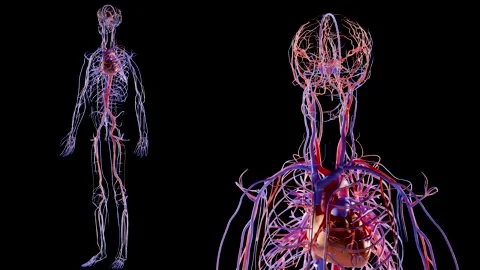 Arterial System Stock Videos – Royalty-Free HD & 4K Videos | Pond5