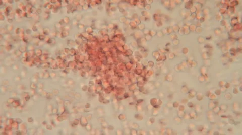 Bloodstream Stock Footage ~ Royalty Free Stock Videos | Pond5