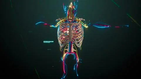 Human body anatomy in augmented reality | Stock Video | Pond5