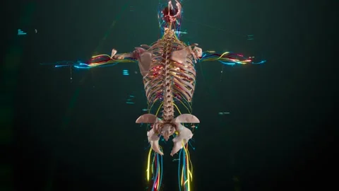 Human body anatomy in augmented reality | Stock Video | Pond5