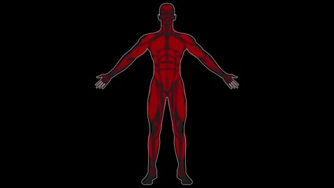 Human body anatomy on black background | Stock Video | Pond5