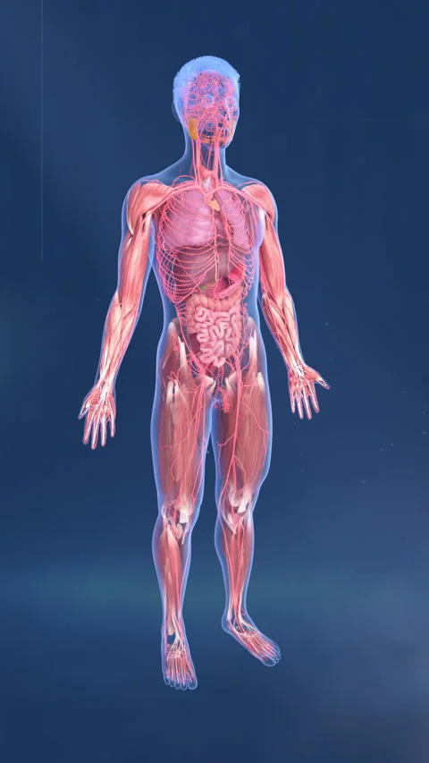 Human body animation neuromuscular synap... | Stock Video | Pond5