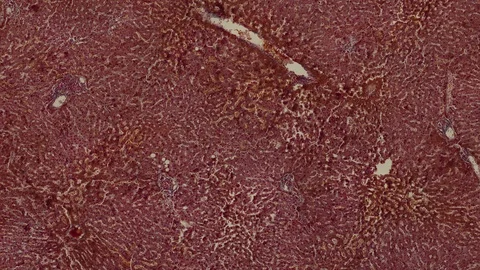 human body cells under a scientific micr... | Stock Video | Pond5