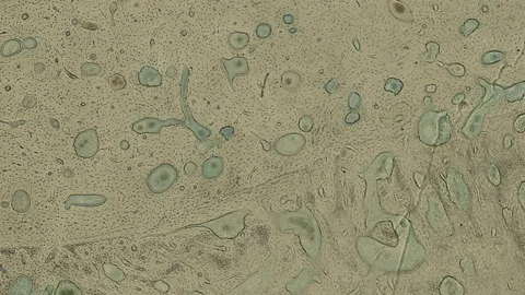 human body cells under a scientific micr... | Stock Video | Pond5