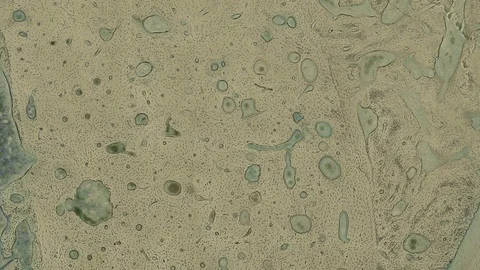 human body cells under a scientific micr... | Stock Video | Pond5