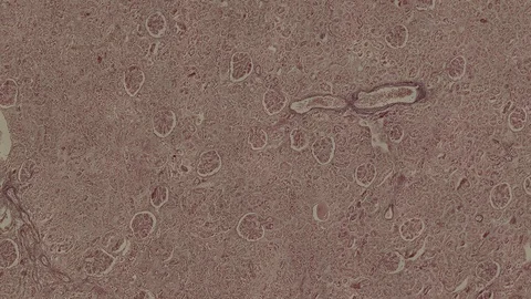 human body cells under a scientific micr... | Stock Video | Pond5