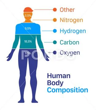 A human body composition chart vector illustration ~ Clip Art #161651203