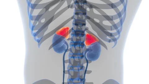 Human Body Glands Adrenal Gland Anatomy ... | Stock Video | Pond5