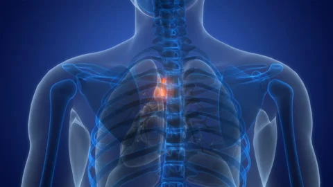 Human Body Glands Thymus Gland Anatomy A... | Stock Video | Pond5