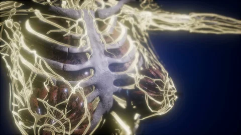 Human Body with Glow Blood Vessels | Stock Video | Pond5
