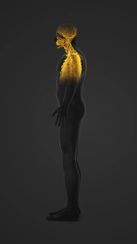 Human Body with Highlighted Organs and N... | Stock Video | Pond5