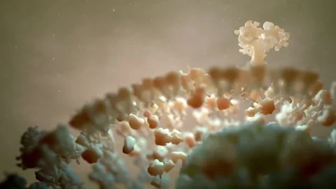 Human body insides organ and cells 3d vi... | Stock Video | Pond5