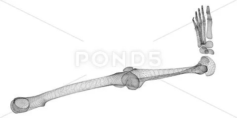 Human body, leg , body structure , wire model: Royalty Free #60630926