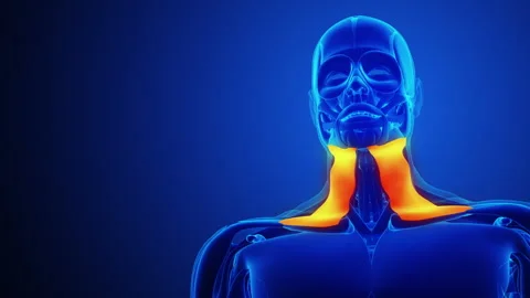 Human Body Muscular System Neck Muscles ... | Stock Video | Pond5