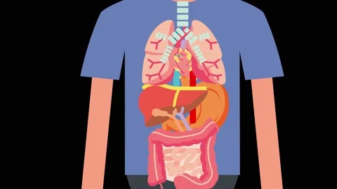 Human body organs 4K Animation | Stock Video | Pond5