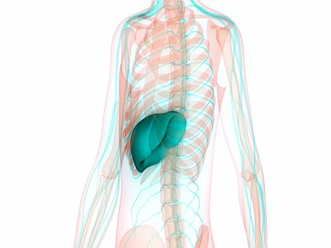 Science Body Organs Stock Videos – Royalty-Free HD & 4K Videos | Page 5