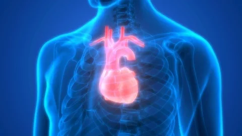 Science Body Organs Stock Videos – Royalty-Free HD & 4K Videos | Page 4