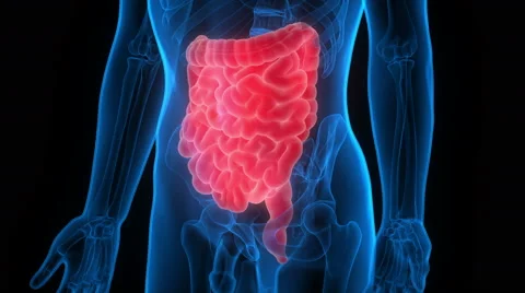 Human Body Organs (Large and Small Intes... | Stock Video | Pond5