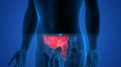 Human Body Organs (Large and Small Intes... | Stock Video | Pond5