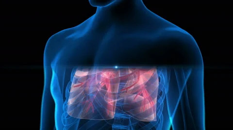 Science Body Organs Stock Videos – Royalty-Free HD & 4K Videos | Pond5