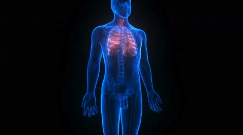 Science Body Organs Stock Videos – Royalty-Free HD & 4K Videos | Pond5