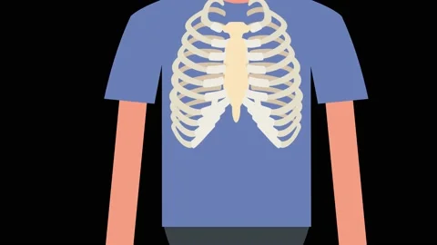 Human body organs ribs cage 4K Animation | Stock Video | Pond5