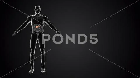 Human body with Pancreas anatomy: Graphic #195176861