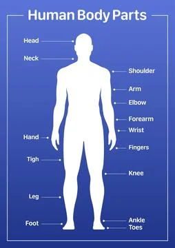 Male Human Body Parts Names