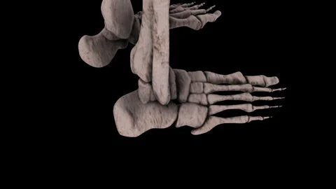 Human Body Skeleton Feet Toes and Heel R... | Stock Video | Pond5