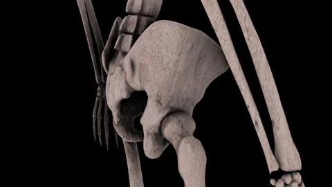 Human Body Skeleton Rotating with Hips C... | Stock Video | Pond5