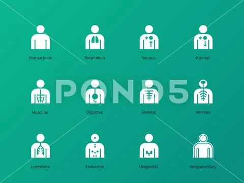 Human body systems pictograms on green background: Royalty Free #72684678