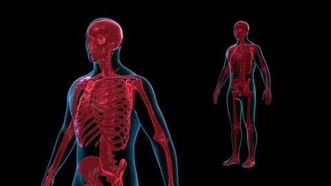 Body Transparent Stock Video Footage | Royalty Free Body Transparent ...