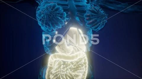 Human Body with Visible Digestive System science anatomy scan of human ...