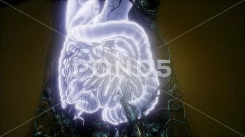 Human Body with Visible Digestive System science anatomy scan of human ...