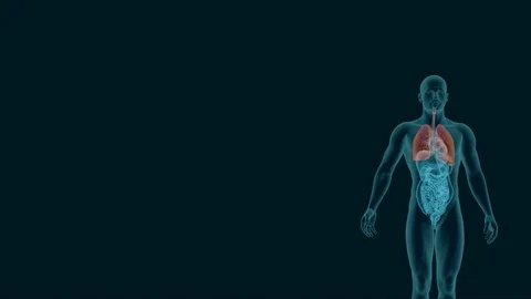 Human body x-ray scan with visible respi... | Stock Video | Pond5
