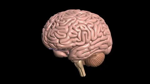 Human Brain, 360 Degree Rotation | Stock Video | Pond5
