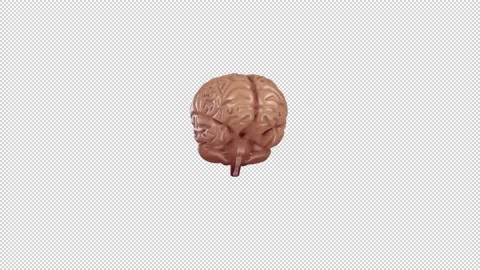 Human brain, 3D Characters, 360 rotation... | Stock Video | Pond5