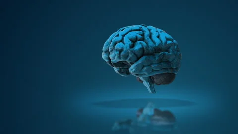Human brain in 3D medical animation | Stock Video | Pond5