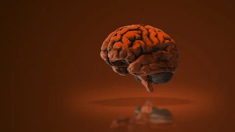 Human brain in 3D medical animation | Stock Video | Pond5